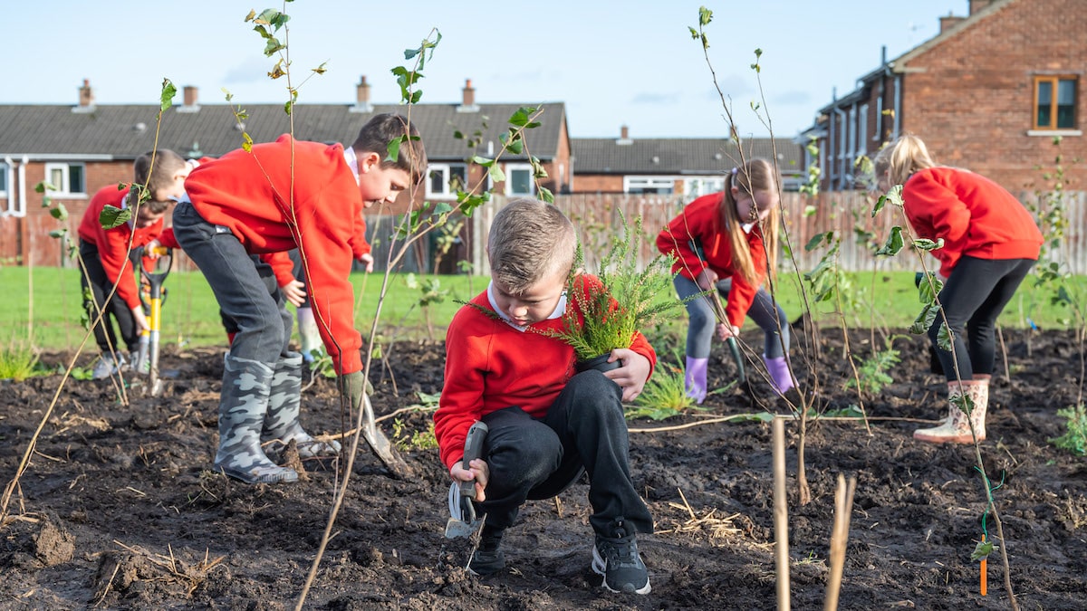 Mini forests are springing up across the UK, bringing many benefits ...